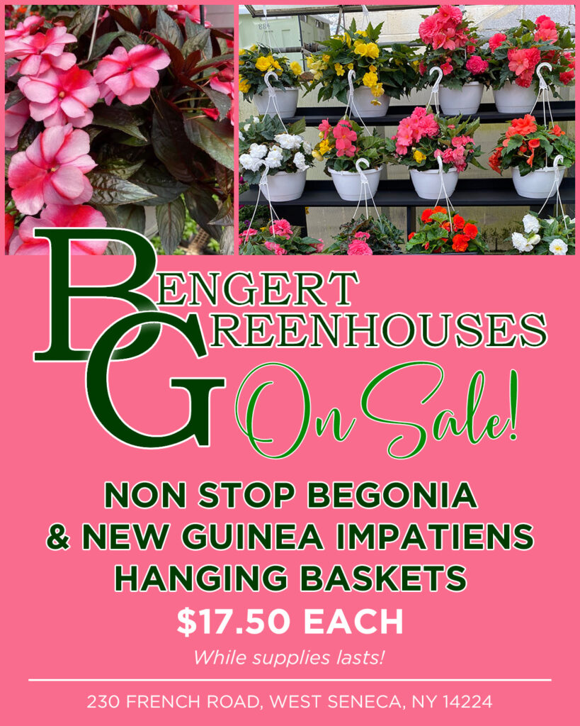 NonStopBegonia - Bengert Greenhouses